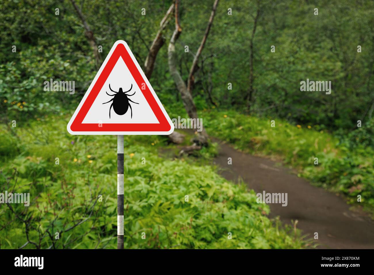 Tick Infected area with danger warning sign. Risk of tick-borne and ...