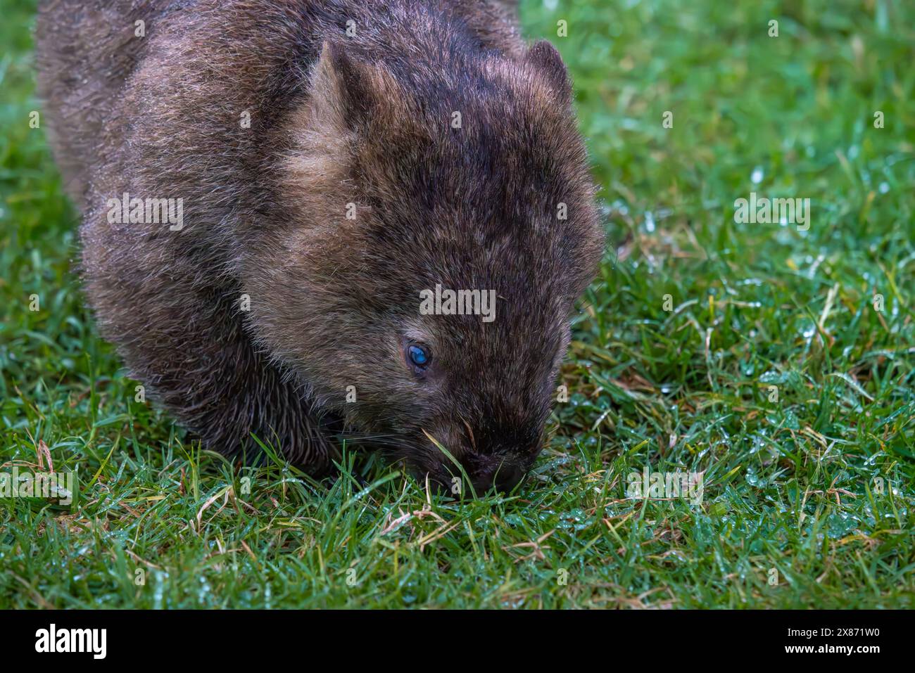 The Common wombat in Morton National Park, Australia, NSW Stock Photo ...