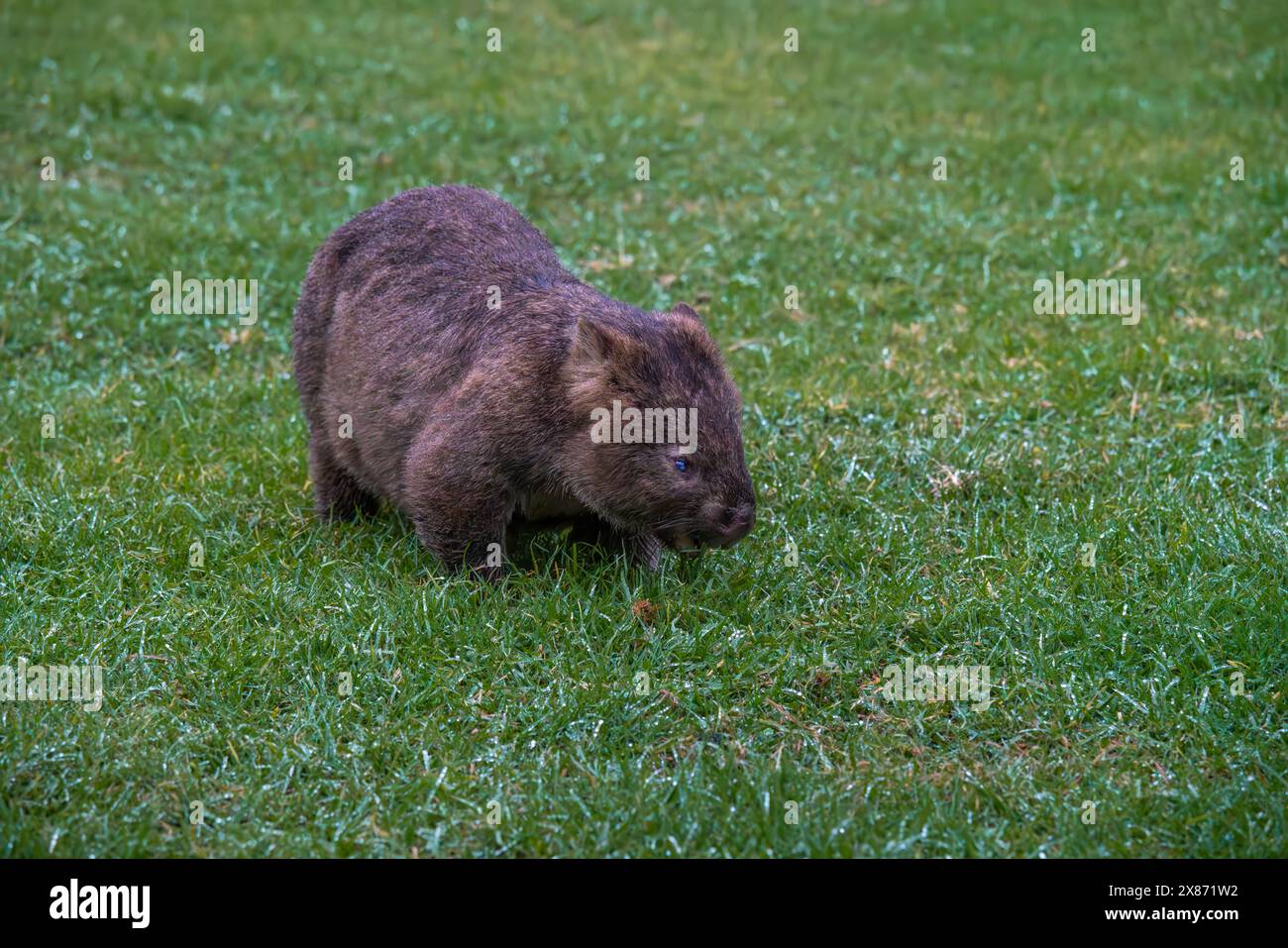 The Common wombat in Morton National Park, Australia, NSW Stock Photo ...