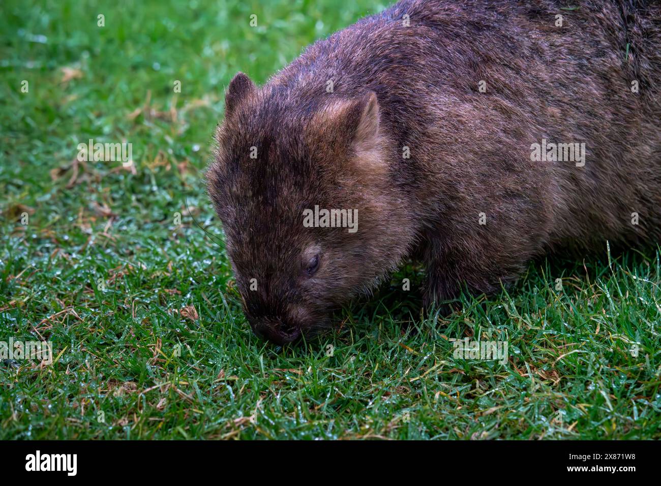 Vomatidae hi-res stock photography and images - Alamy