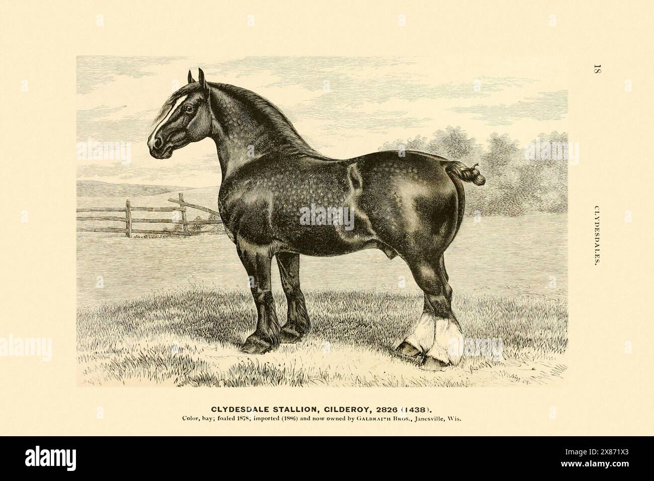 Horse illustration. Vintage Ink drawing on a beige background. Circa ...