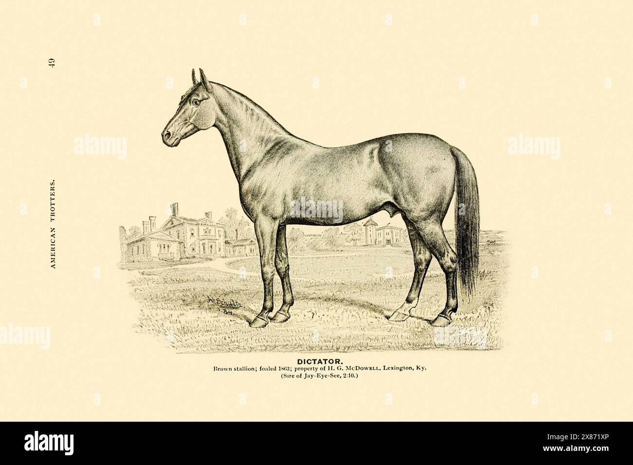 Horse illustration. Vintage Ink drawing on a beige background. Circa ...