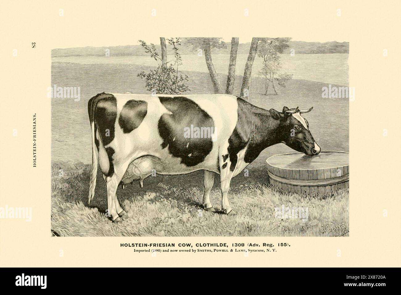 Cow illustration. Vintage Ink drawing on a beige background. Circa 1880 ...