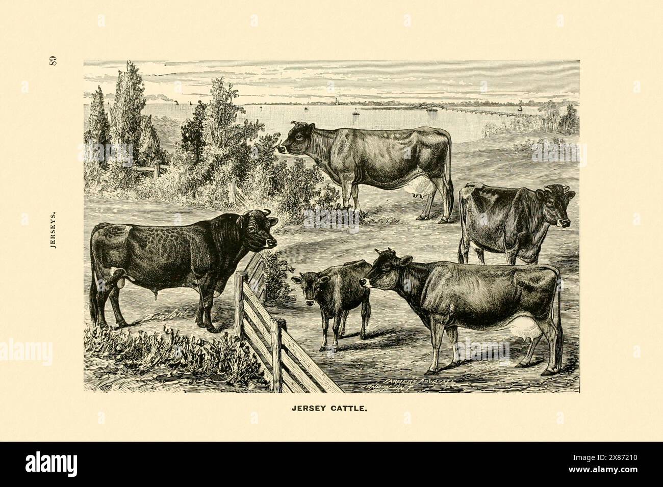Cattle illustration. Vintage Ink drawing on a beige background. Circa ...