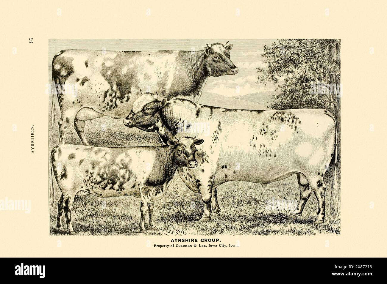 Cattle illustration. Vintage Ink drawing on a beige background. Circa ...