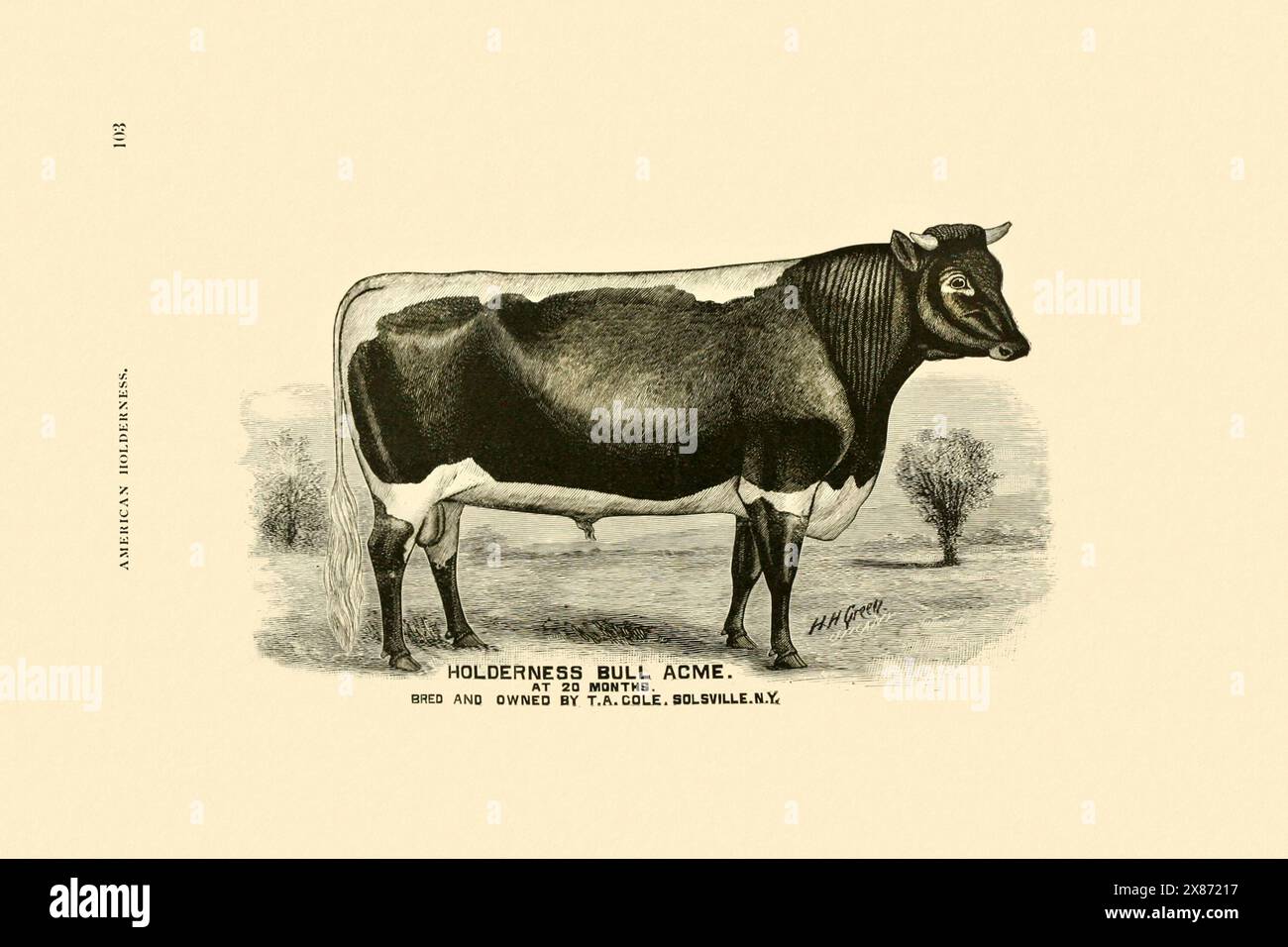 Bull illustration. Vintage Ink drawing on a beige background. Circa ...