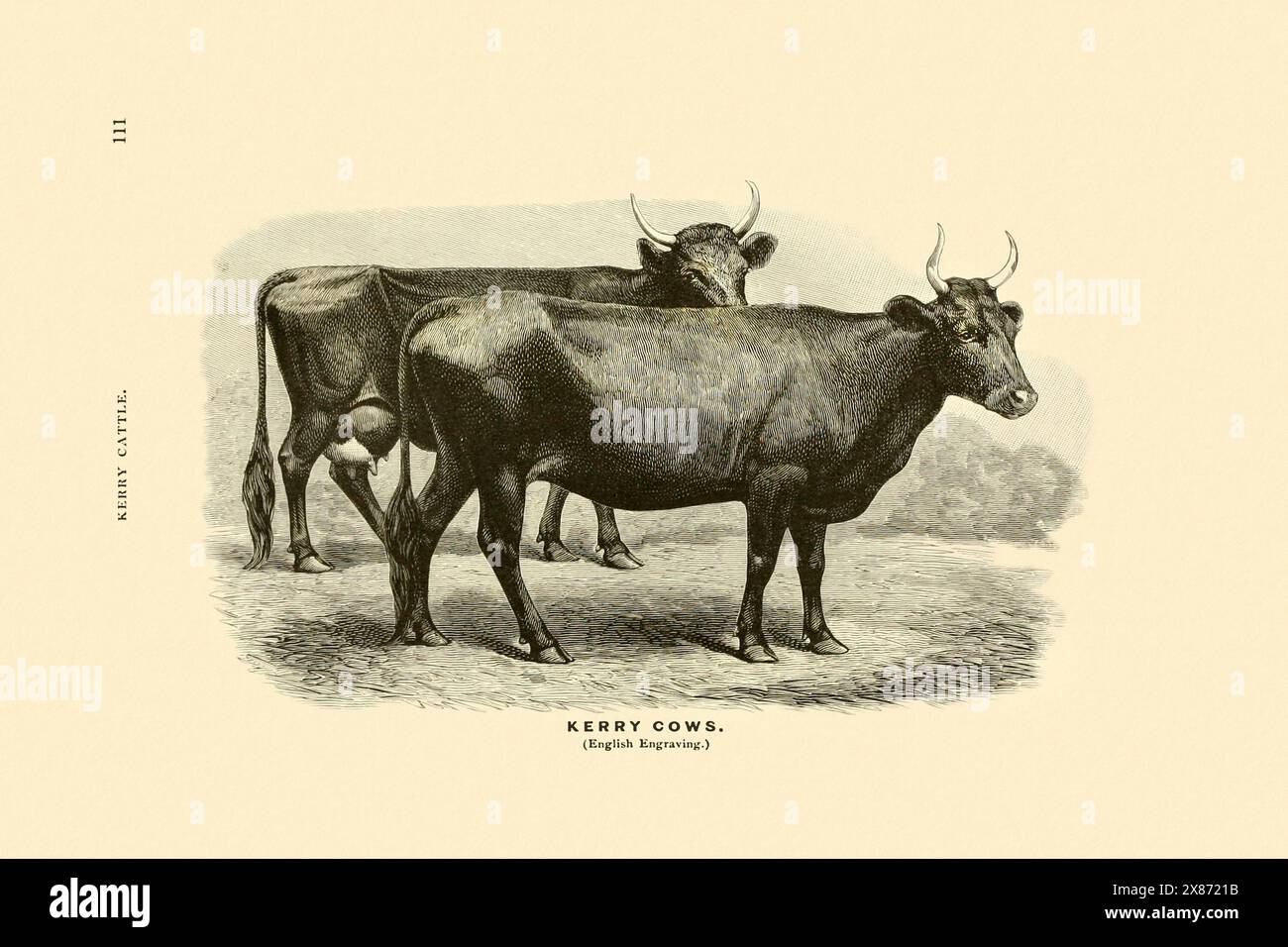 Cattle illustration. Vintage Ink drawing on a beige background. Circa ...