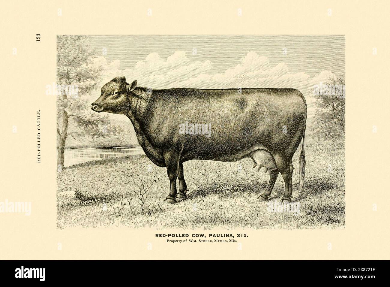 Cow illustration. Vintage Ink drawing on a beige background. Circa 1880 ...