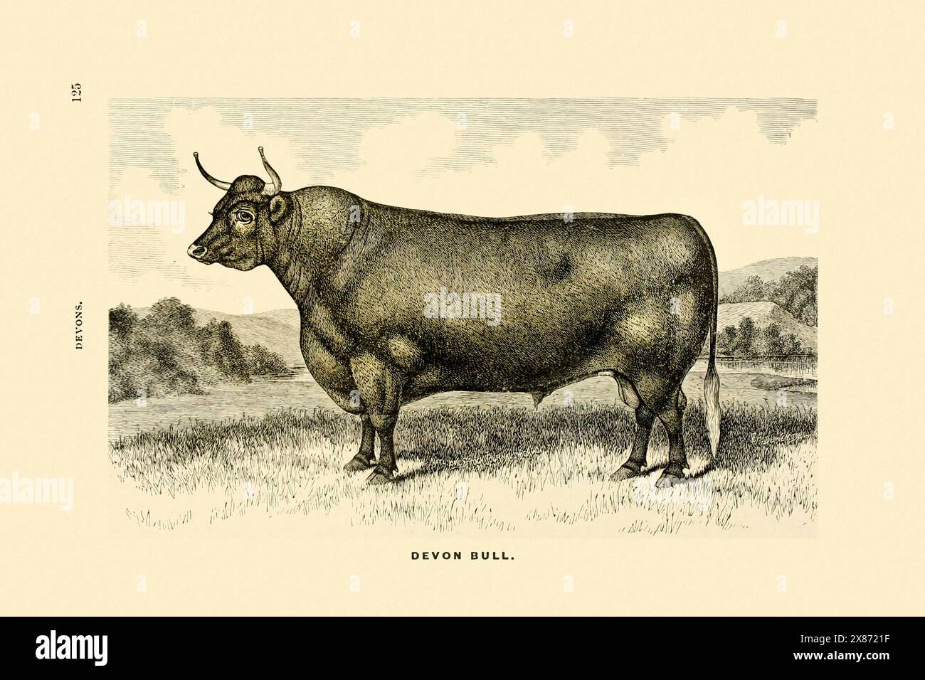 Bull illustration. Vintage Ink drawing on a beige background. Circa ...