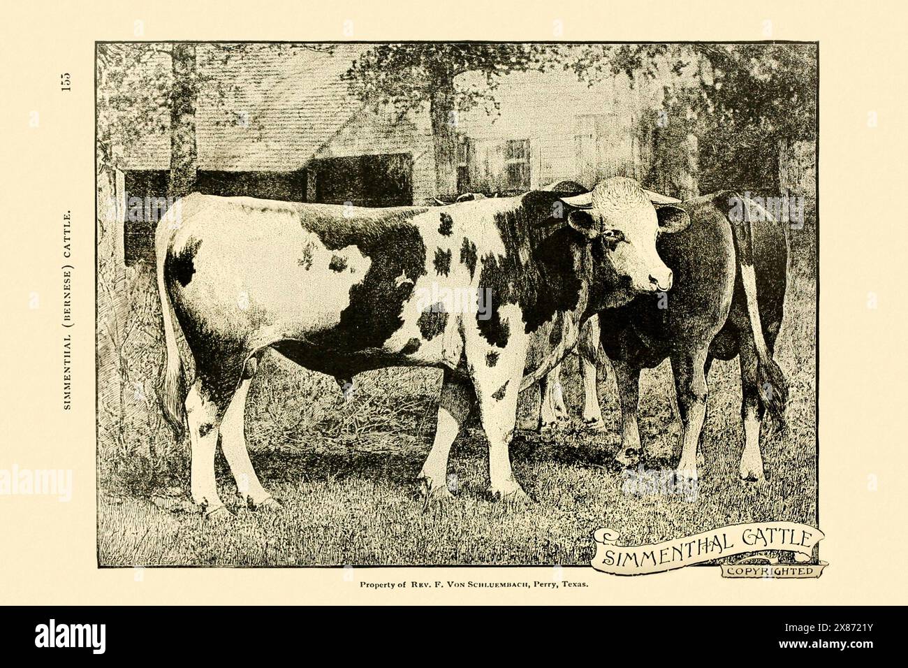 Cattle illustration. Vintage Ink drawing on a beige background. Circa ...