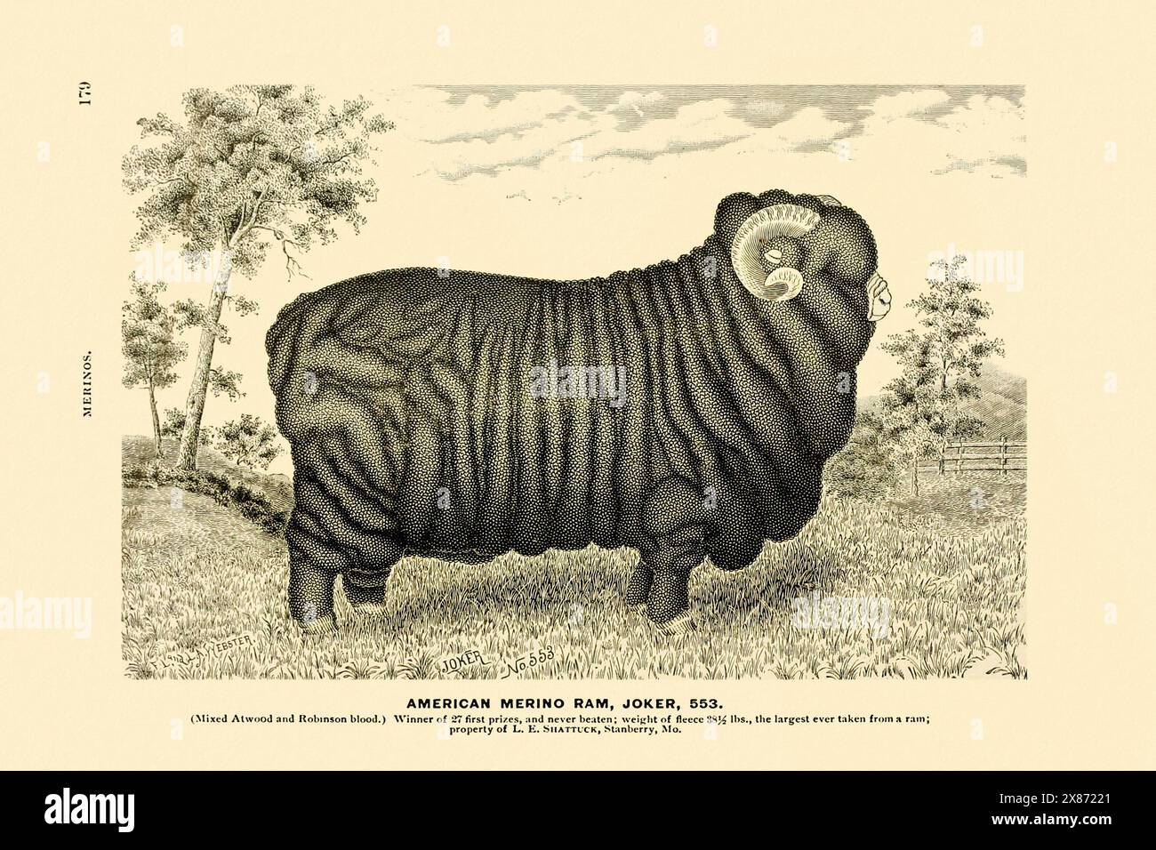 Sheep illustration. Vintage Ink drawing on a beige background. Circa ...