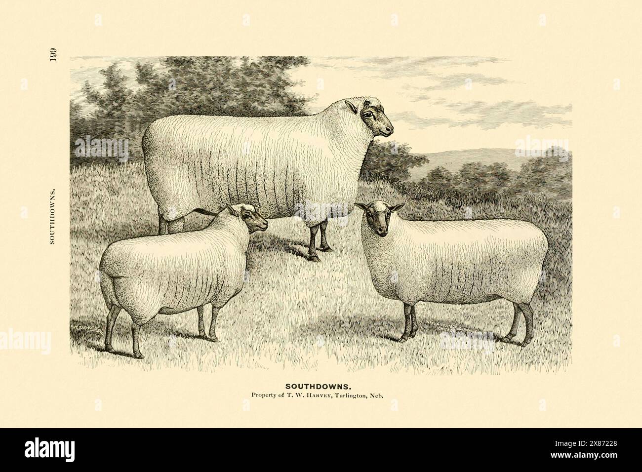 Sheep illustration. Vintage Ink drawing on a beige background. Circa ...