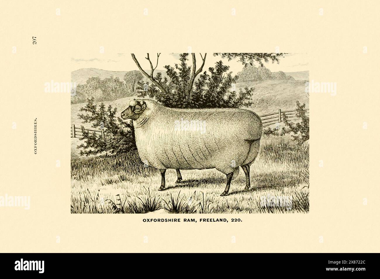 Sheep illustration. Vintage Ink drawing on a beige background. Circa ...