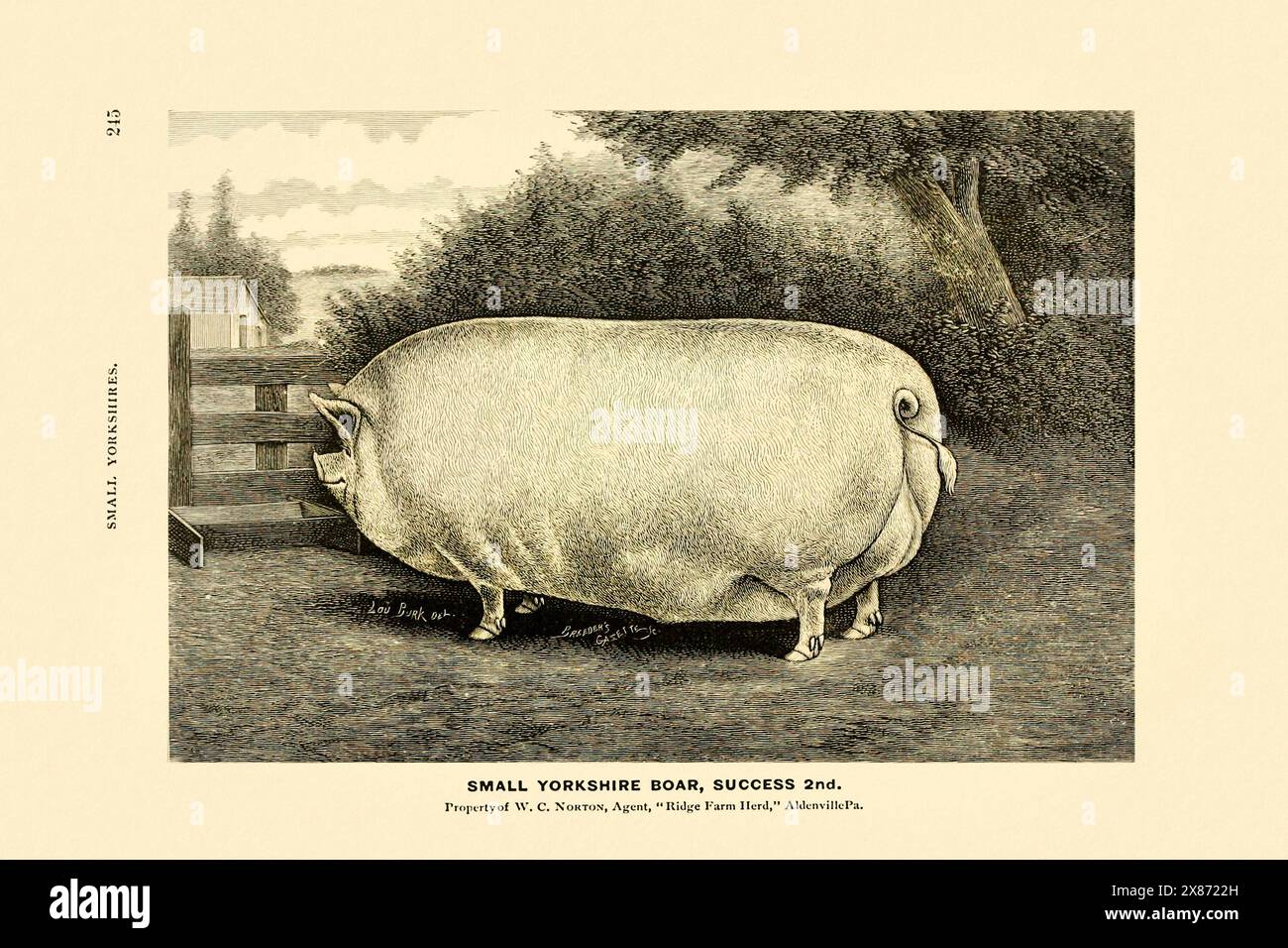 Swine illustration. Vintage Ink drawing on a beige background. Circa ...