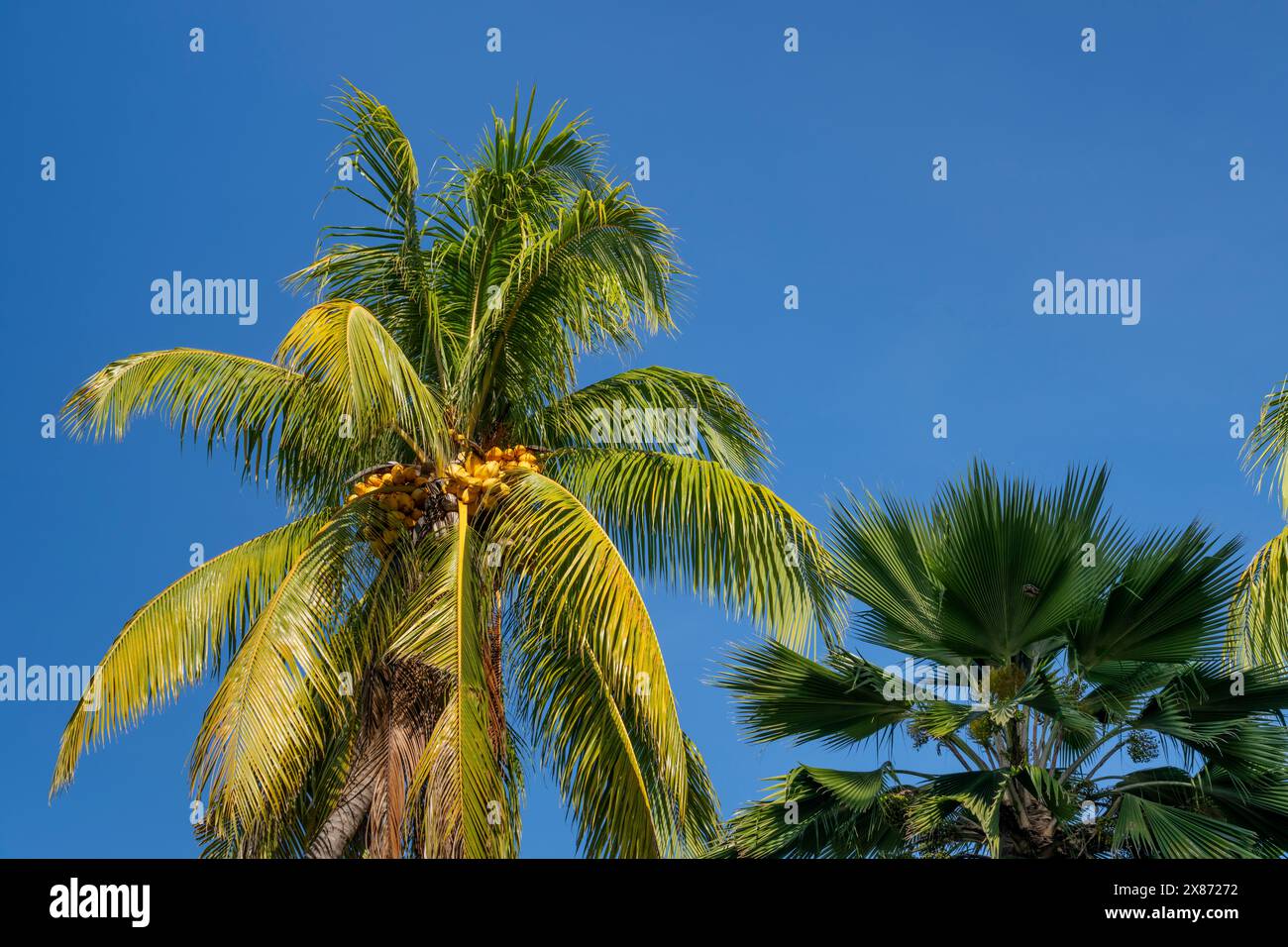 Coconut palms in Lautoka, Fiji, South Pacific Stock Photo - Alamy