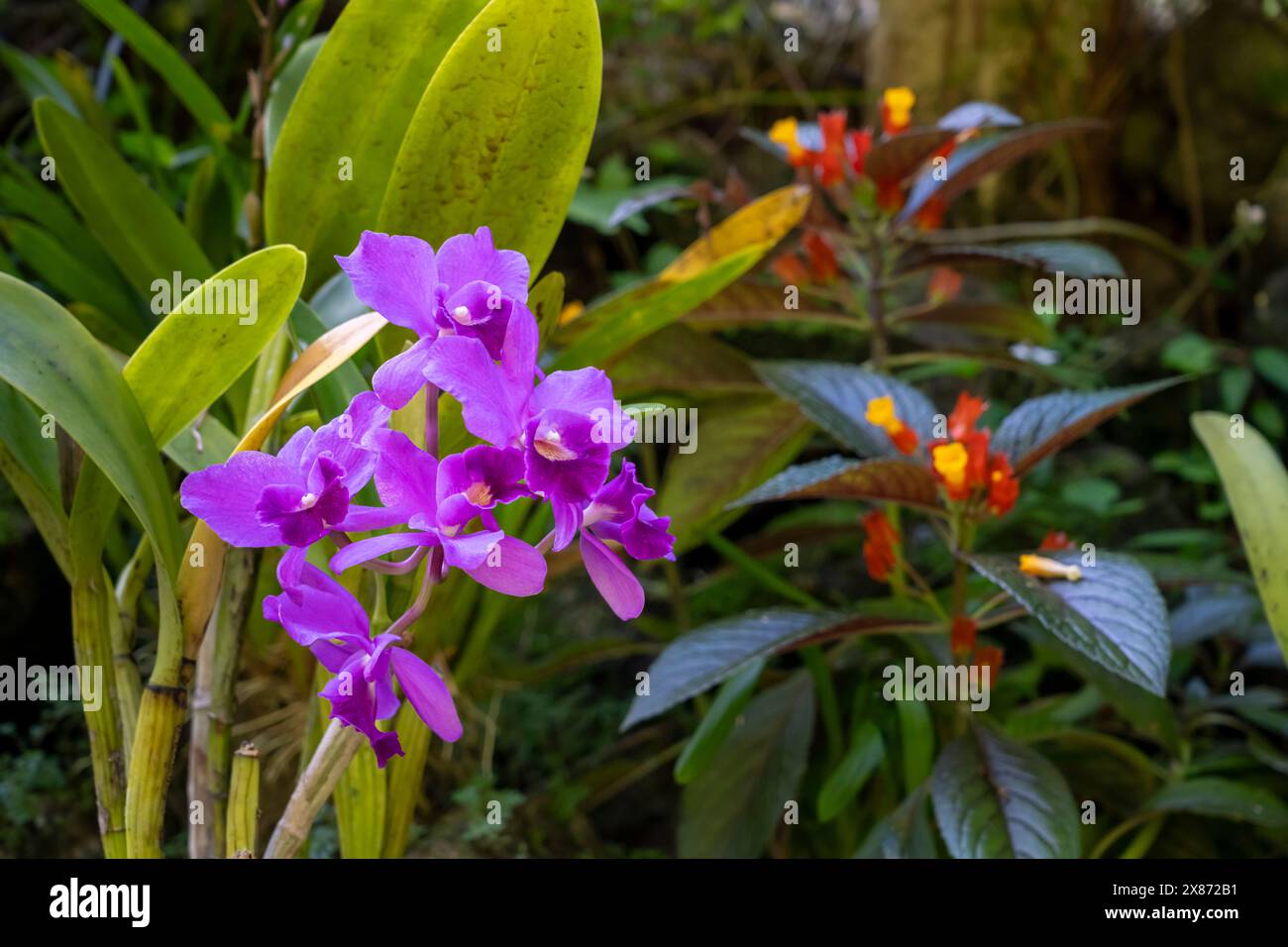 A Cattleya orchid in Lautoka, Fiji, South Pacific Stock Photo - Alamy