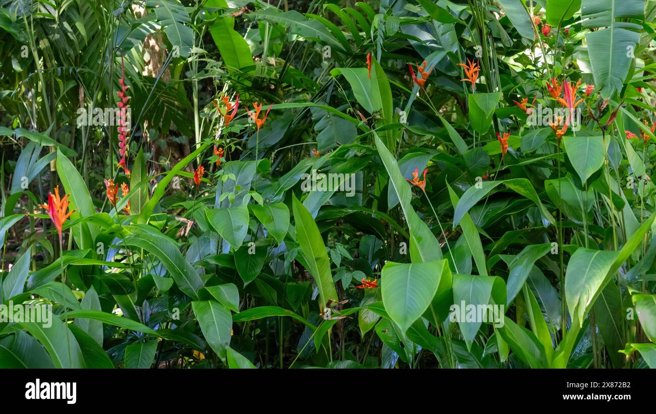 Jungle vegetation and flowers in Lautoka, Fiji, South Pacific Stock ...