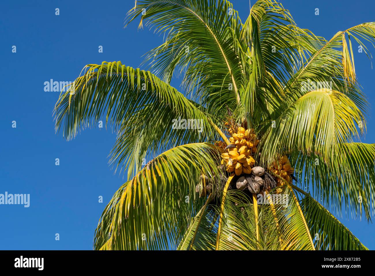 Coconut palms in Lautoka, Fiji, South Pacific Stock Photo - Alamy