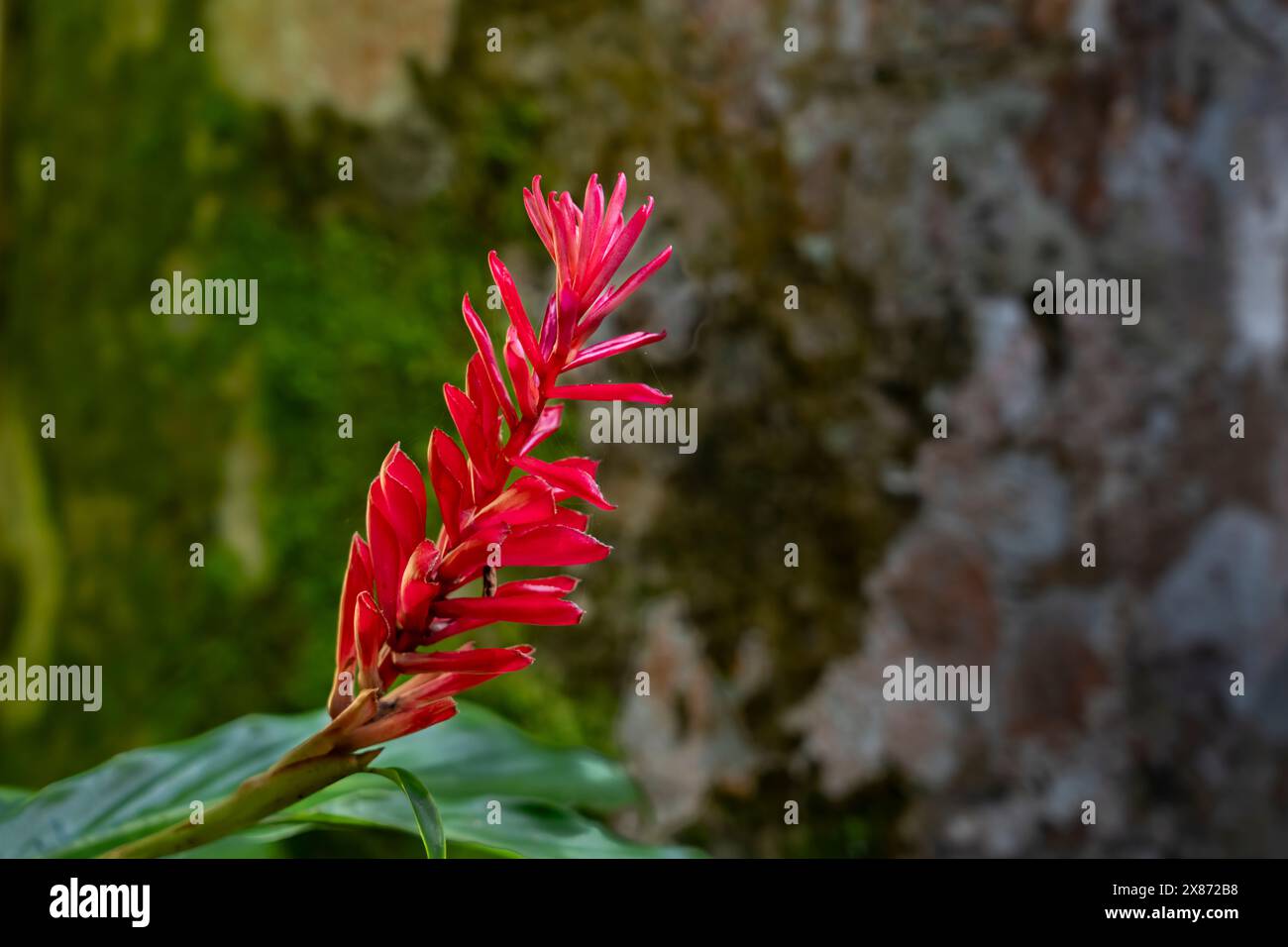 Fiji flower hi-res stock photography and images - Alamy