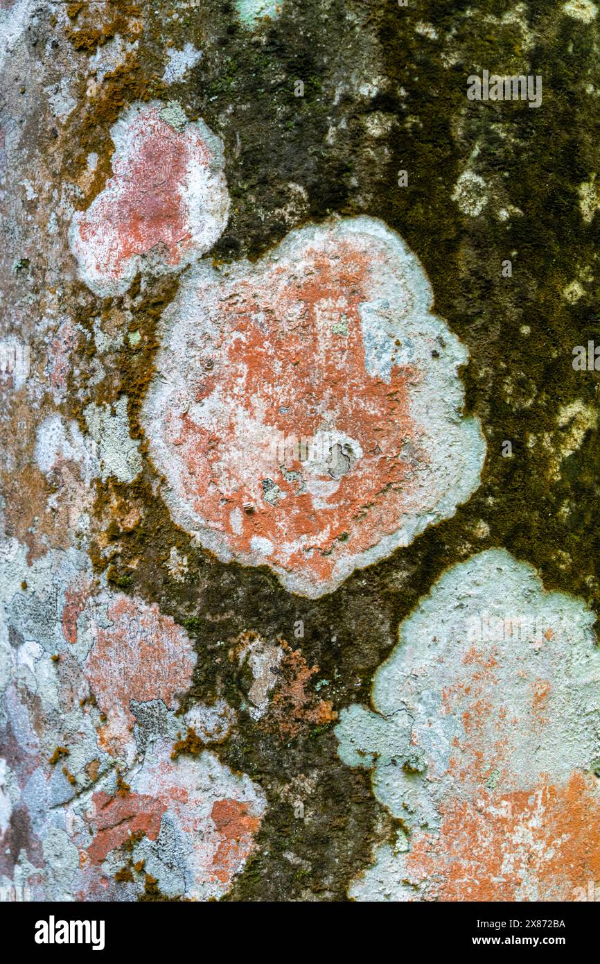 Mosses and lichen growing on tree bark in Lautoka, Fiji, South Pacific ...