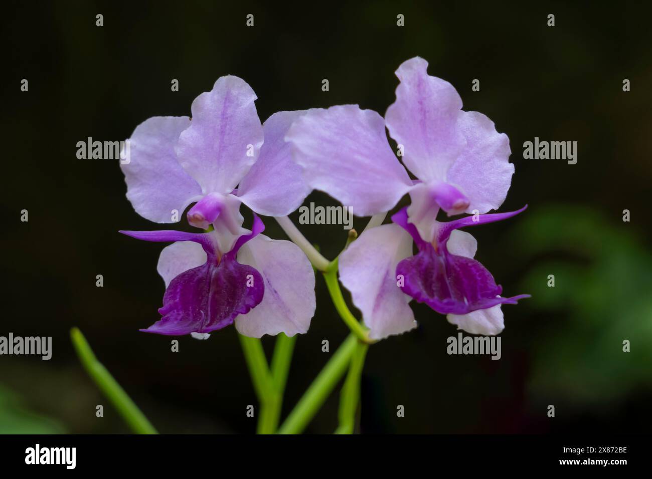 A Bamboo orchid in Lautoka, Fiji, South Pacific Stock Photo - Alamy
