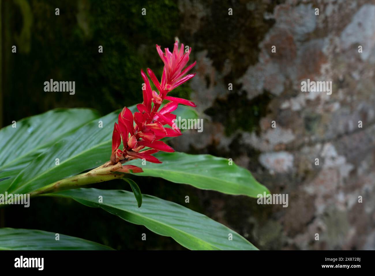 Red ginger flower in Lautoka, Fiji, South Pacific Stock Photo - Alamy