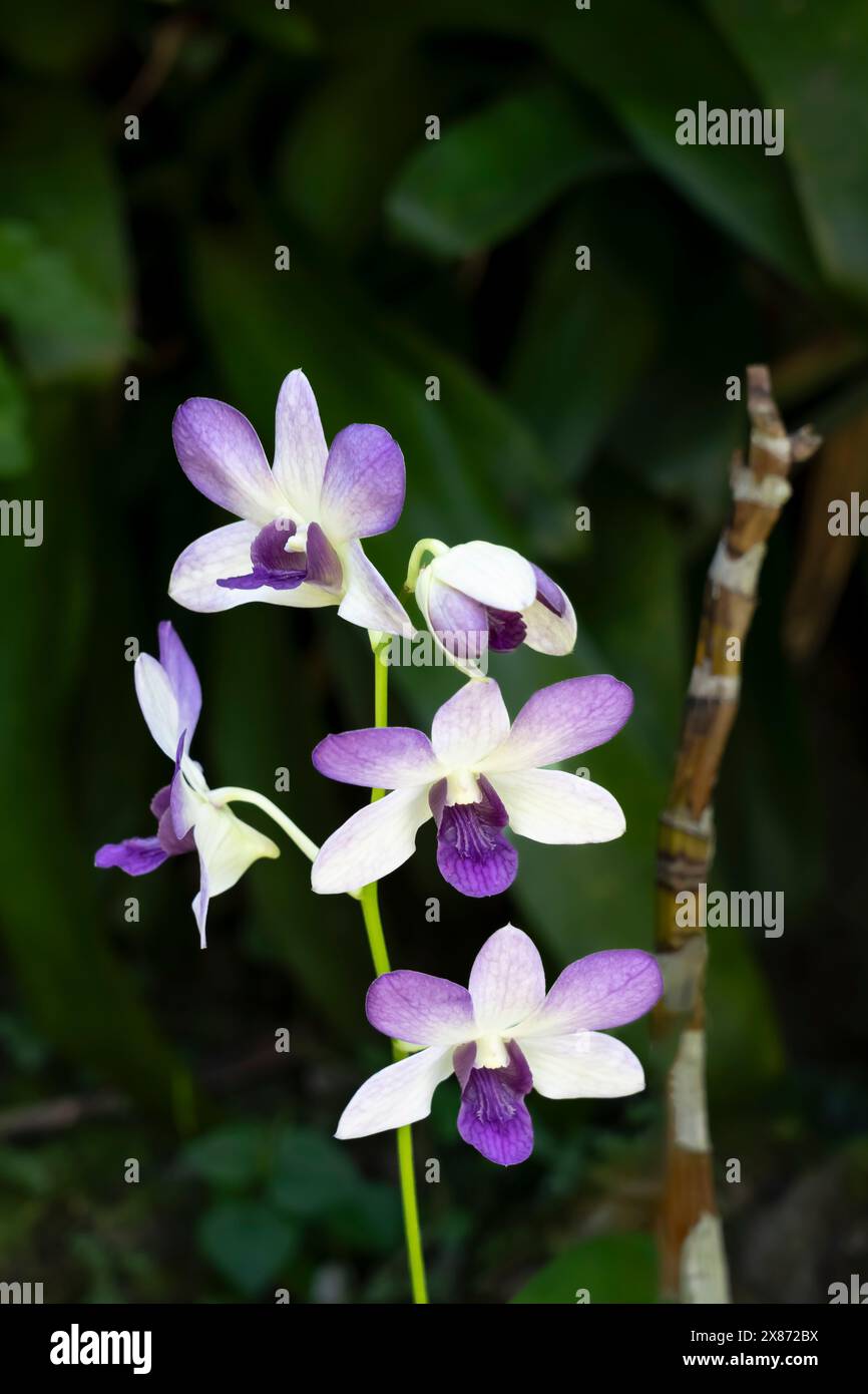 A tropical Dendrobium orchid in Lautoka, Fiji, South Pacific Stock ...