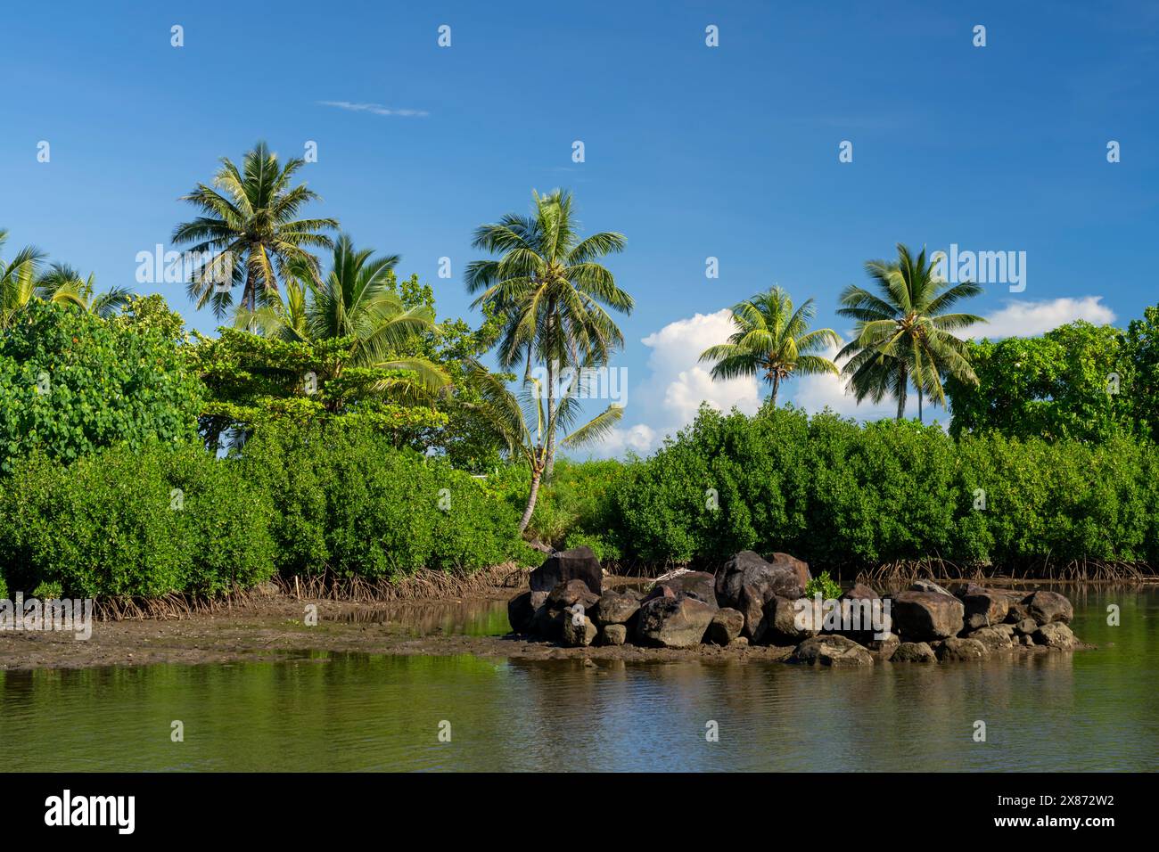 Tropical vegetation in a garden park at Apia Samoa, South Pacific Stock ...