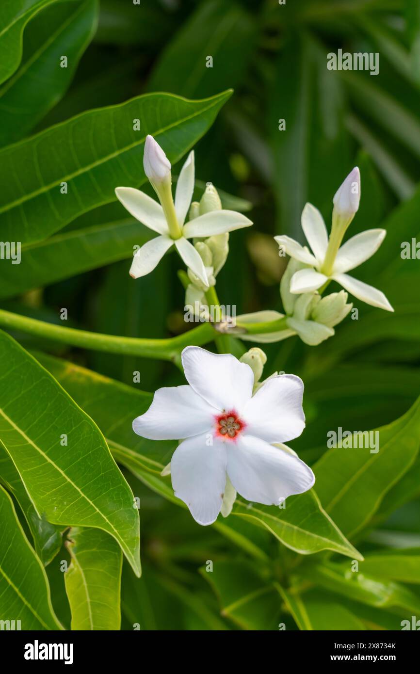 Rubber tree flowers in a park at Apia Samoa, South Pacific Stock Photo ...