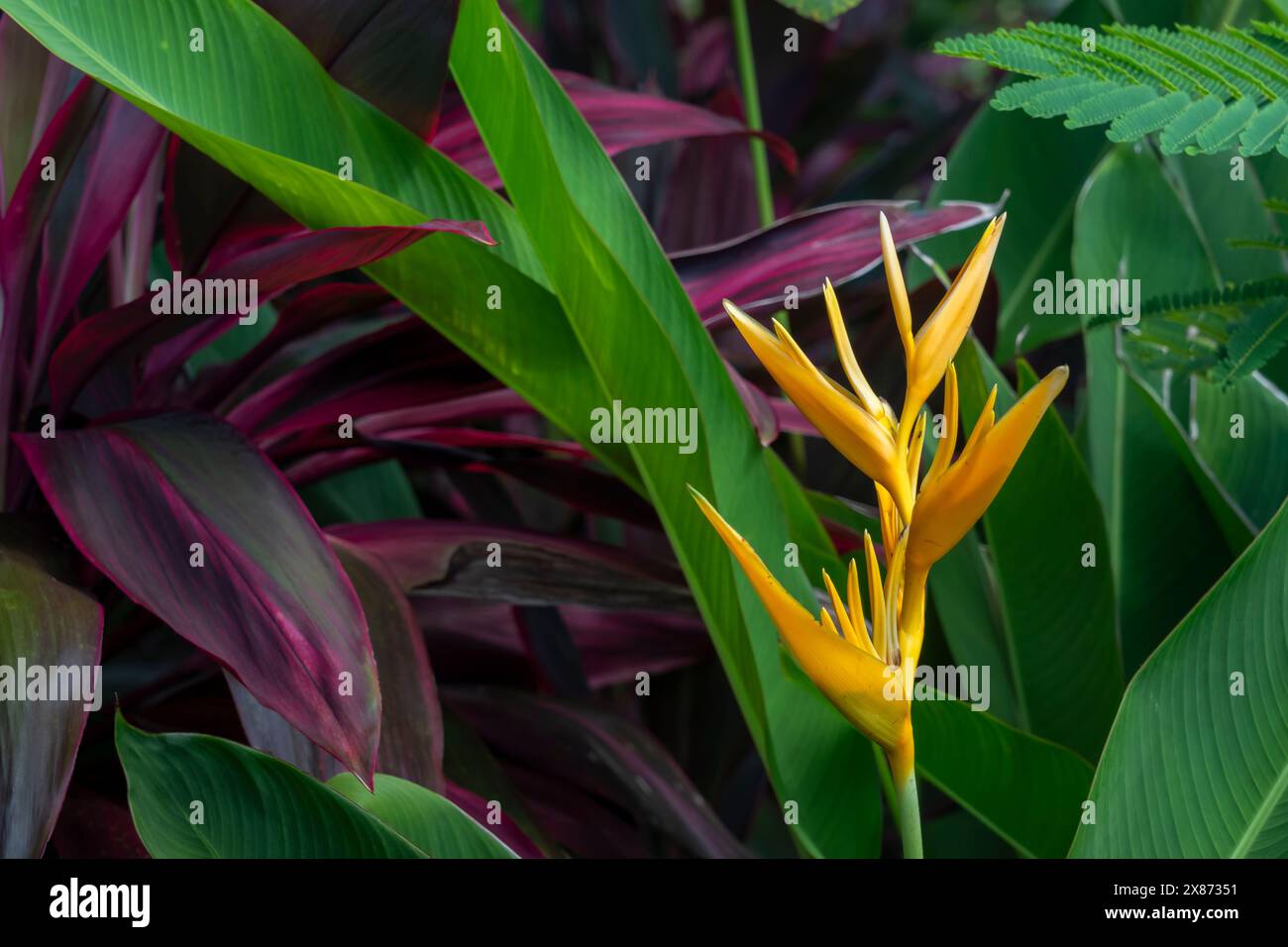 A Bird of Paradise species flower in a garden park at Apia Samoa, South ...