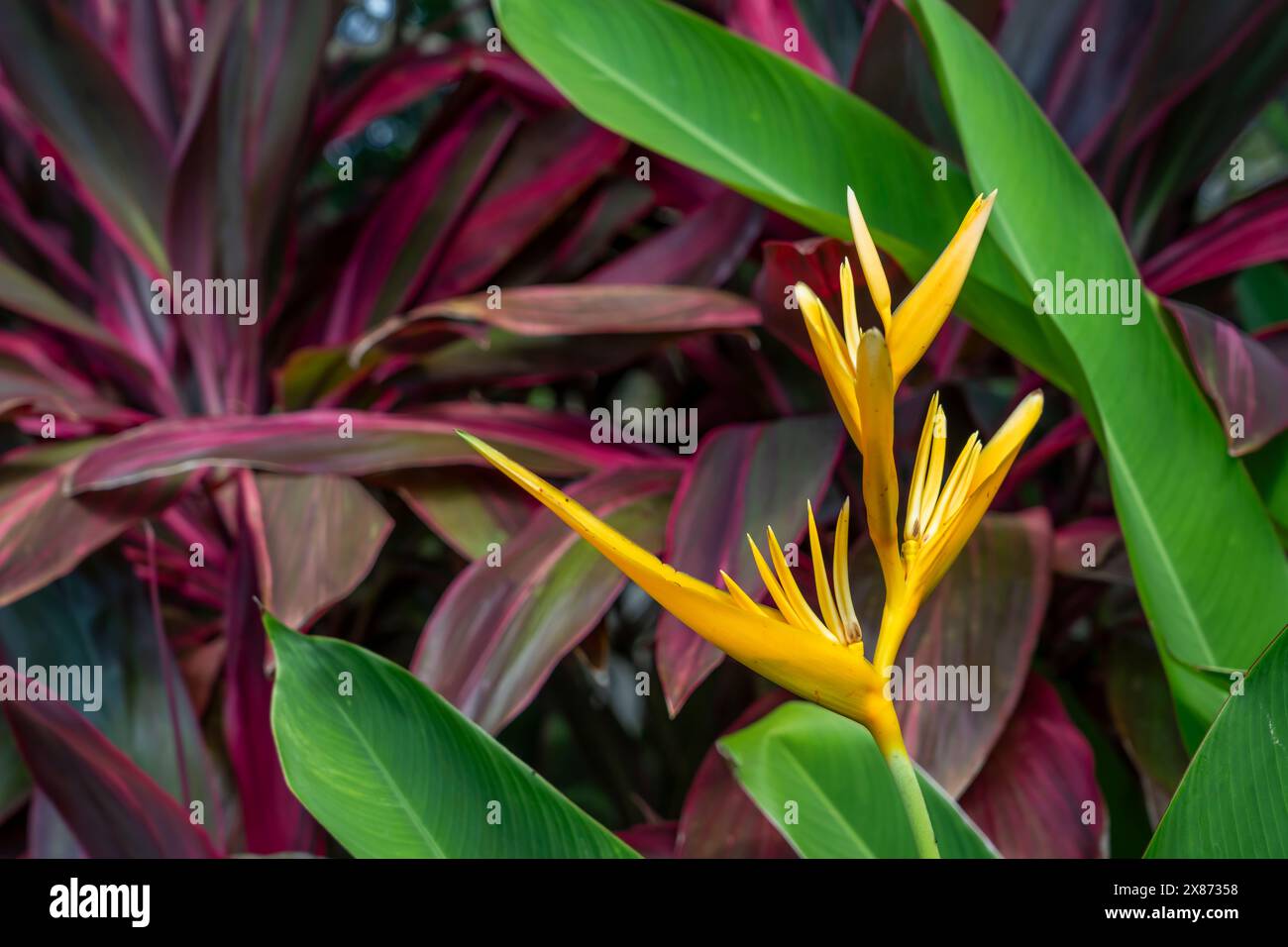 A Bird of Paradise species flower in a garden park at Apia Samoa, South ...