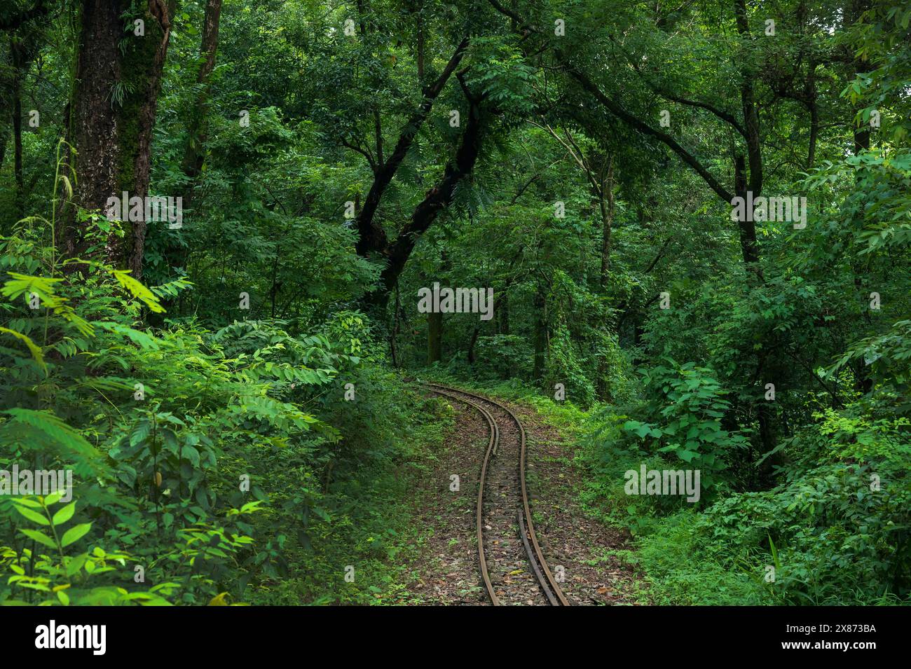 Toy train line, narrow gauge train line passing through Himalayan ...