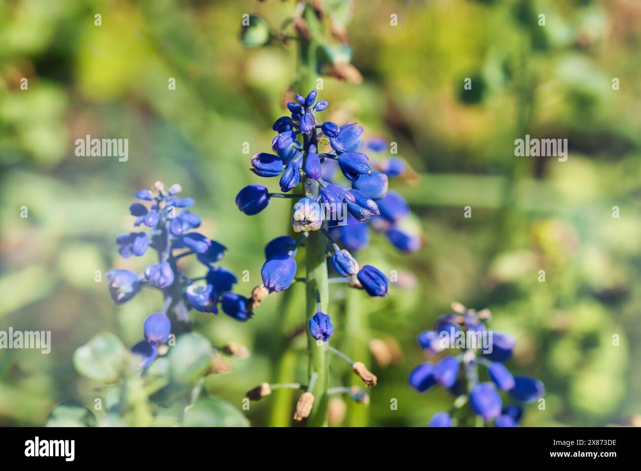 Close-up of blue grape hyacinth flowers in a garden with a blurred ...