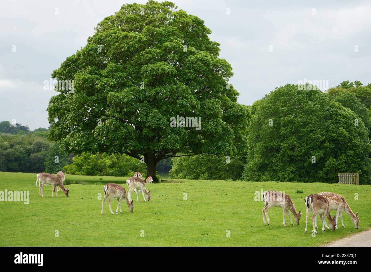 Stunning sycamore tree with wild Fallow Deer in the Kent countryidse ...