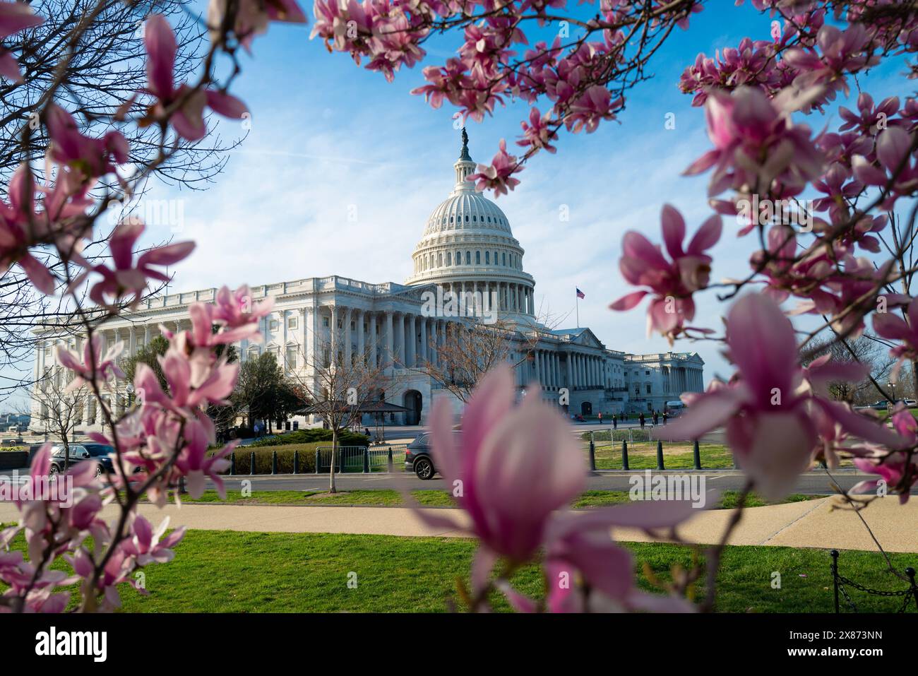 Capitol building at spring blossom magnolia tree, Washington DC. U.S ...