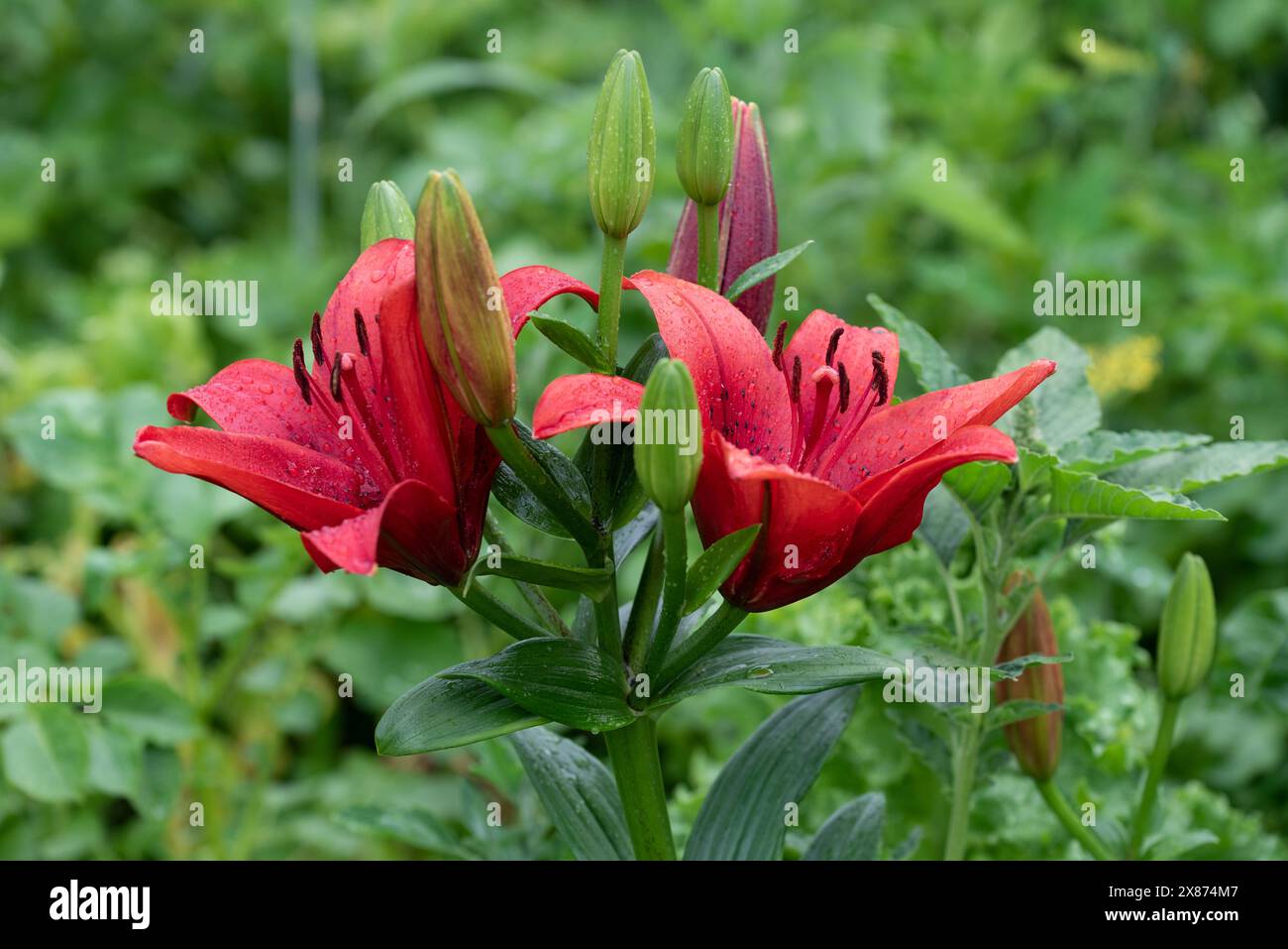 Blooming Red Lilies in Full Splendor Stock Photo - Alamy