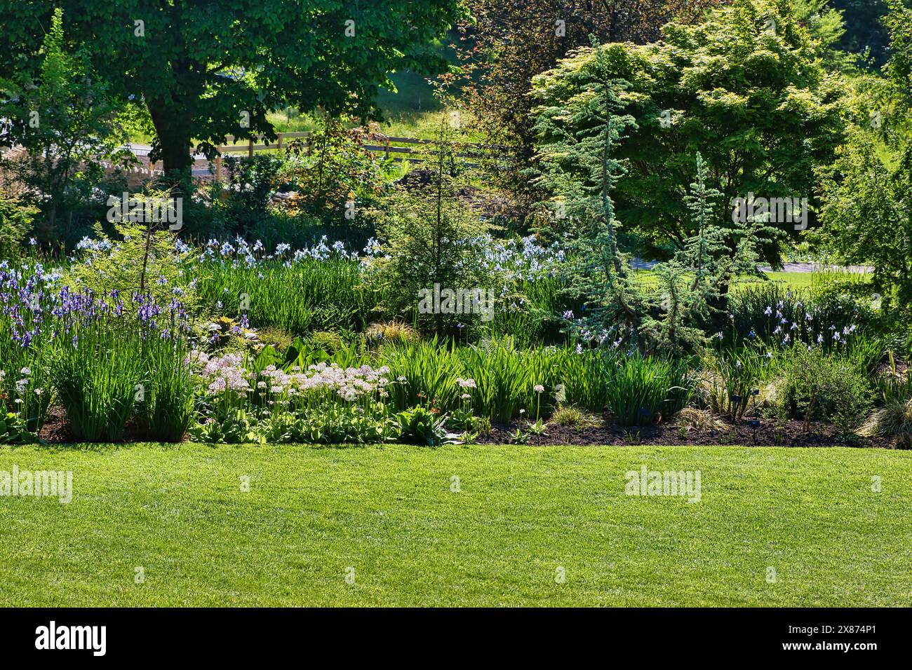 A lush garden with various green plants, trees, and blooming flowers ...