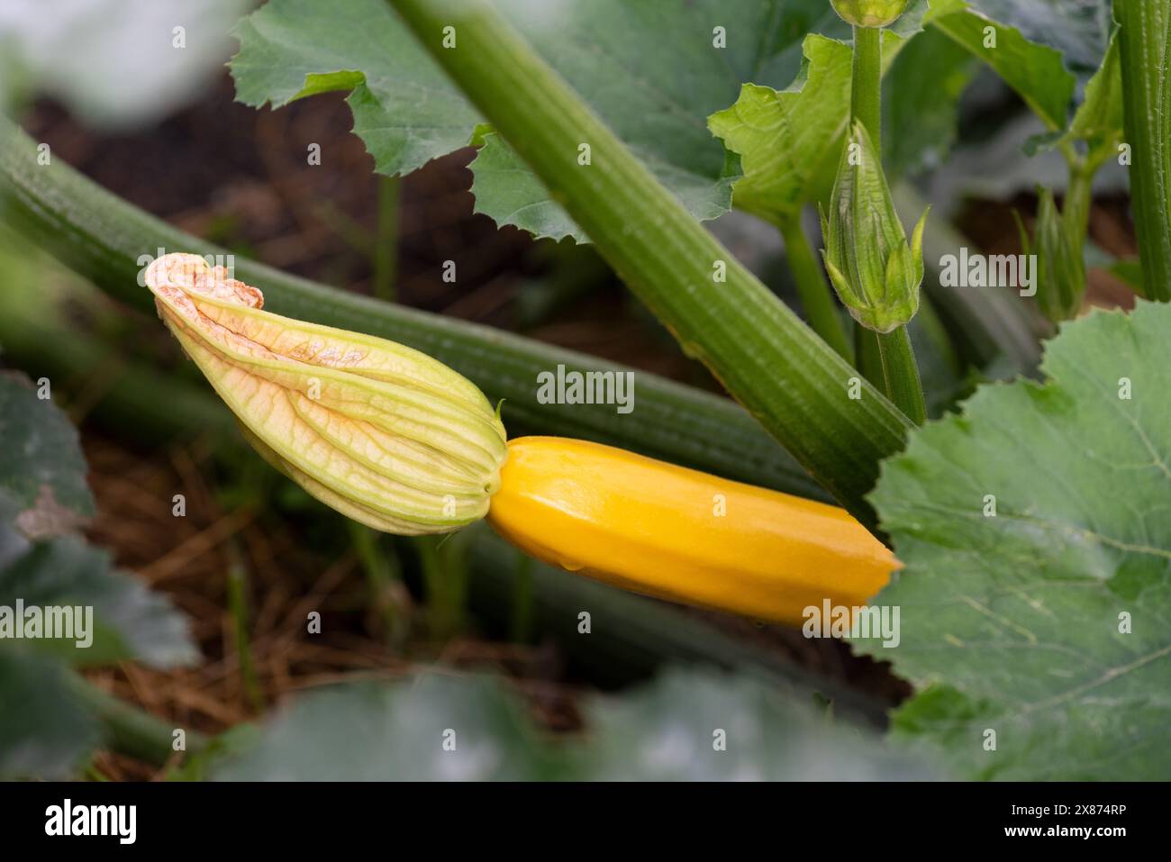 Fresh Yellow Zucchini on the Vine Stock Photo - Alamy