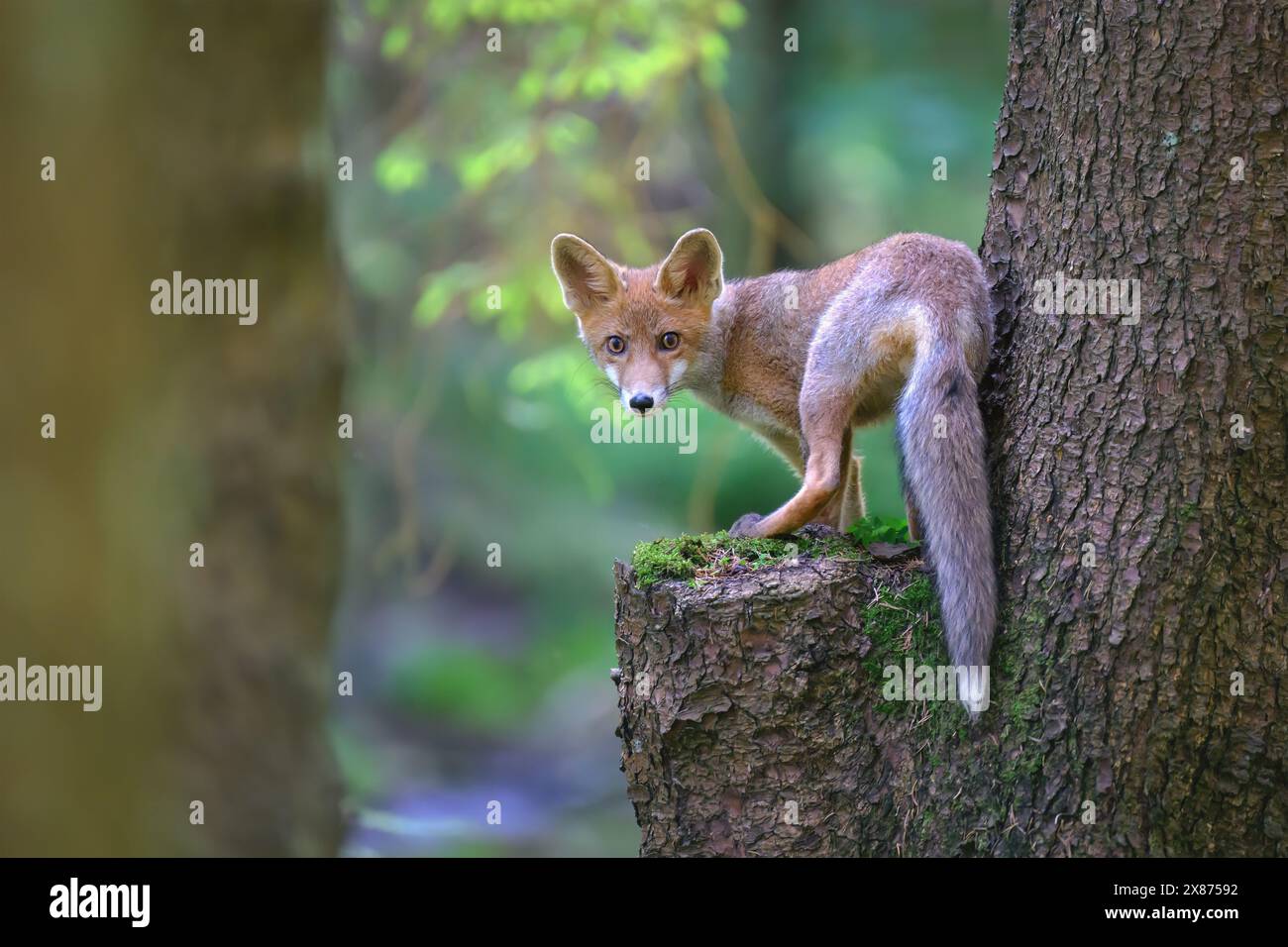 A fox stands on a tree stump and looks around Stock Photo - Alamy
