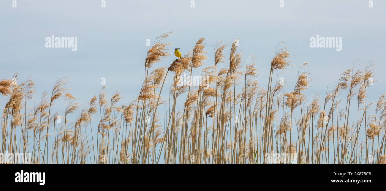 Panoramic photo with dry reeds against a blue sky background and a ...
