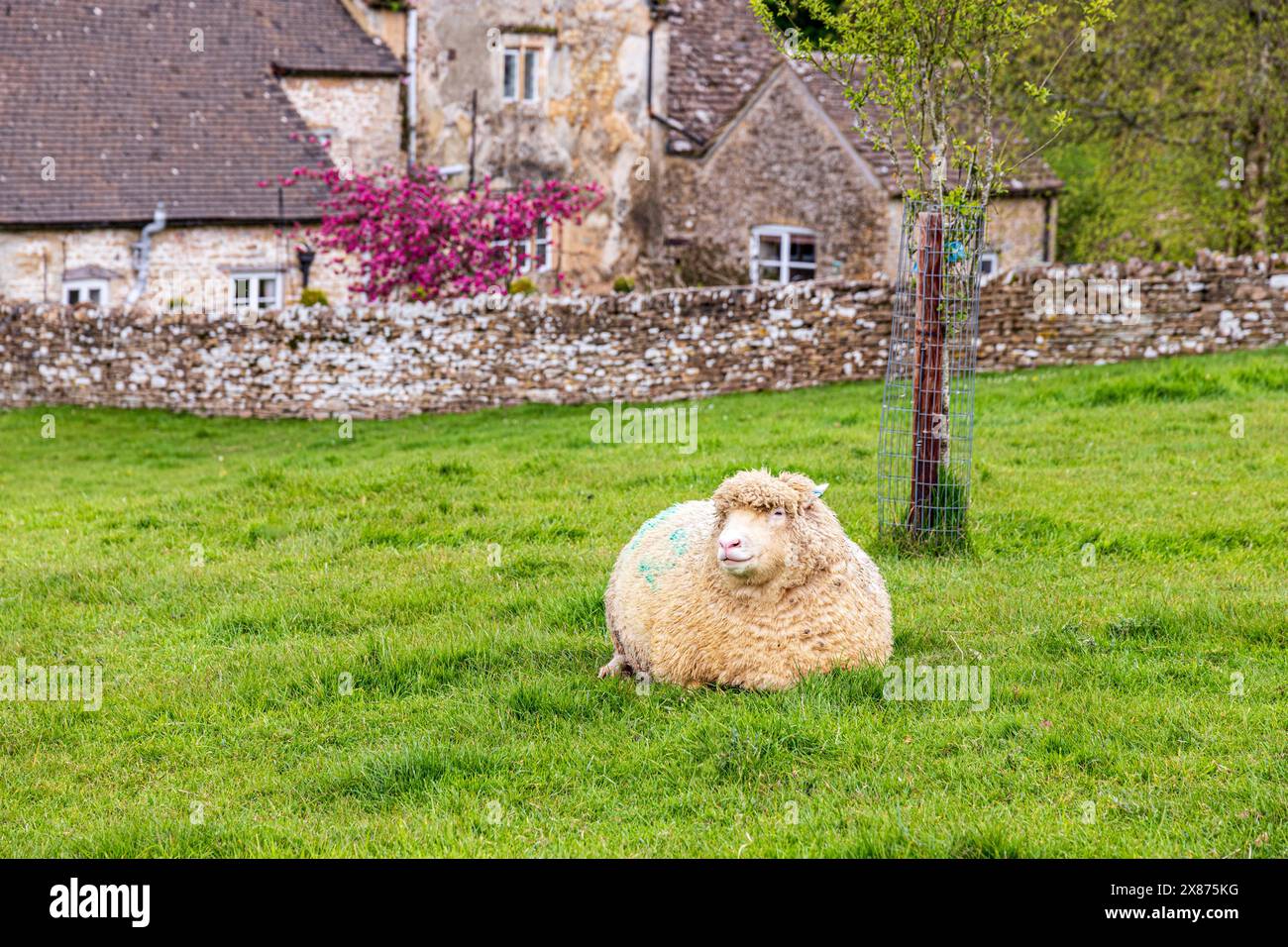 A Cotswold sheep beside 17th century Manor Farm in the Cotswold village ...