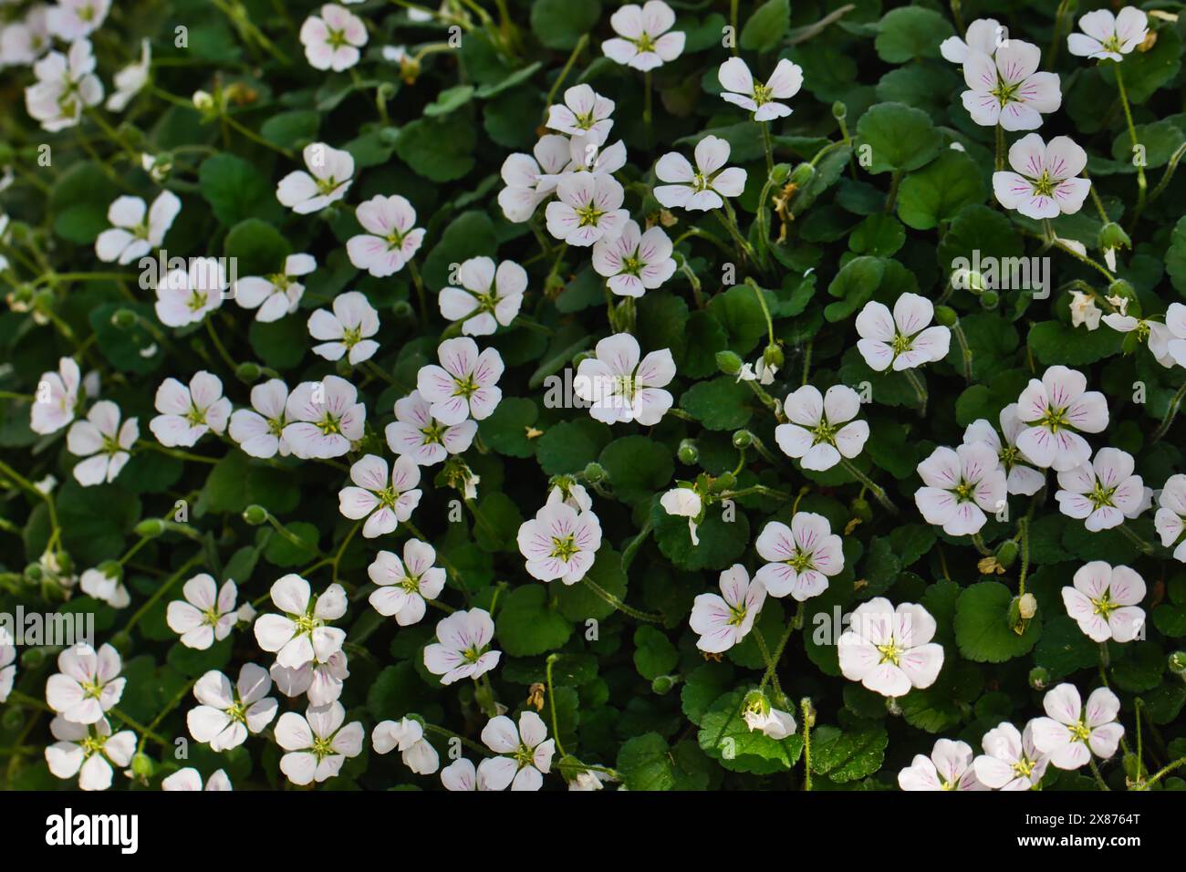 Lush green ground cover plant hi-res stock photography and images - Alamy