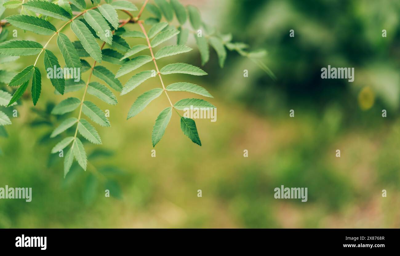 Branch of mountain ash with young leaves opposite the blurry background ...