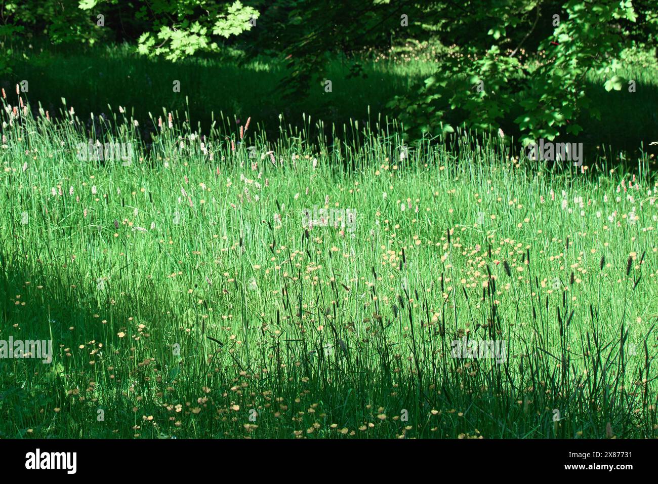 A lush green meadow with tall grass and wildflowers under the sunlight ...