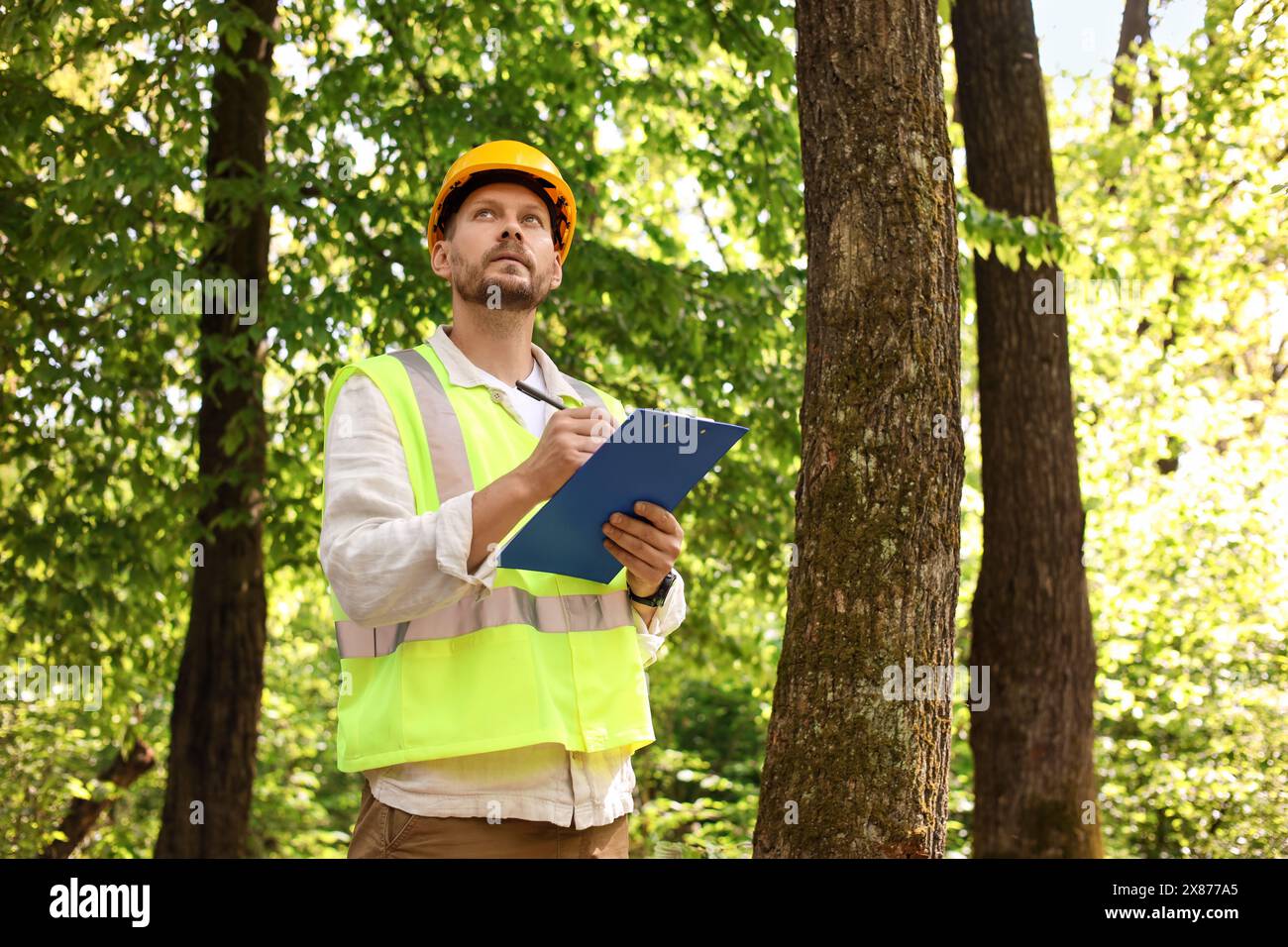 Forester in hard hat with clipboard examining plants in forest Stock ...