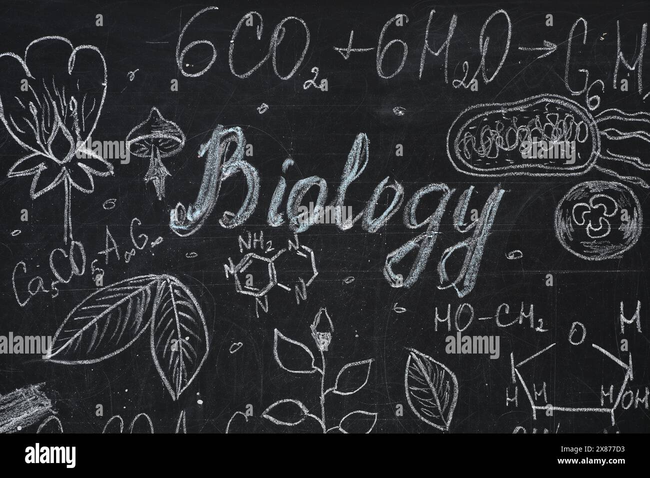 Word Biology and different pictures drawn on blackboard Stock Photo - Alamy