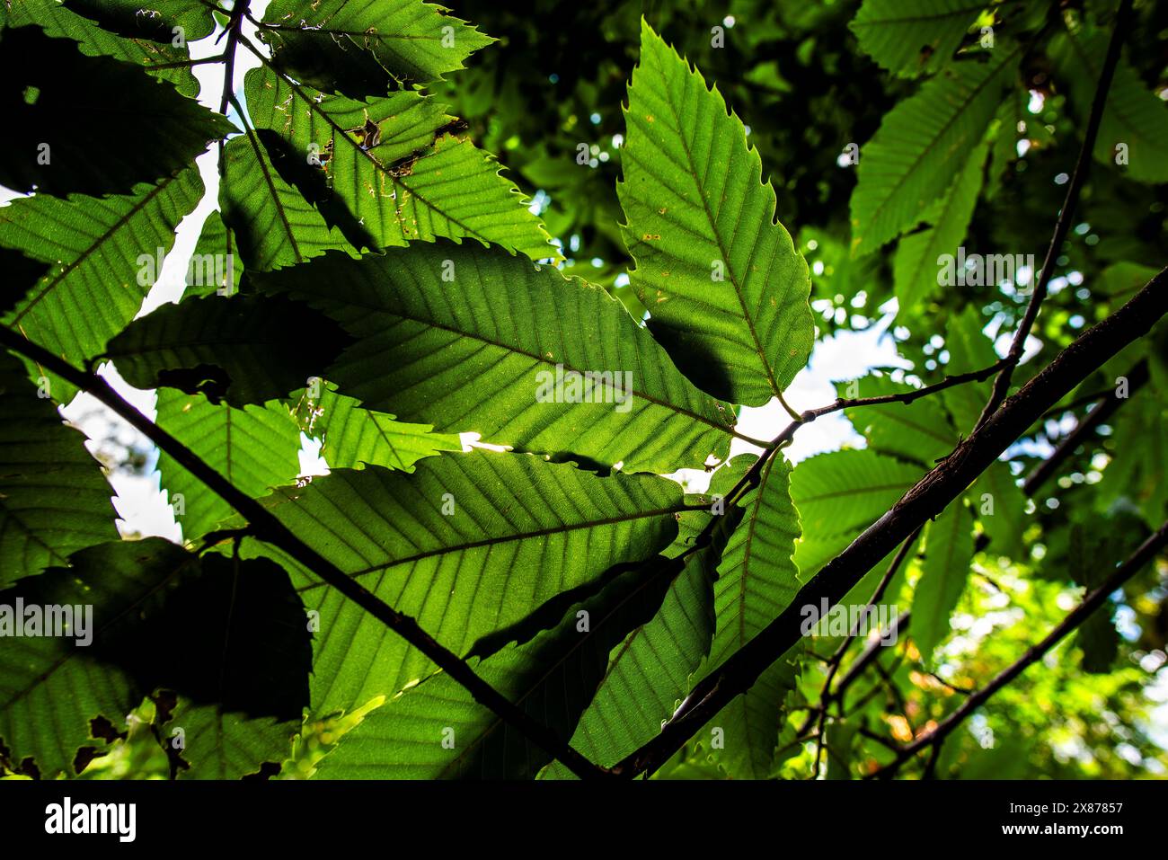 closeup of a still green Castanea sativa chestnut hedgehog on the tree ...