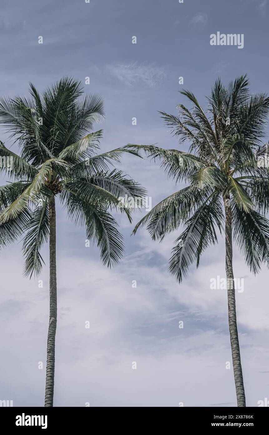 Two coconut palm trees, sky background, front vertical nature frame ...