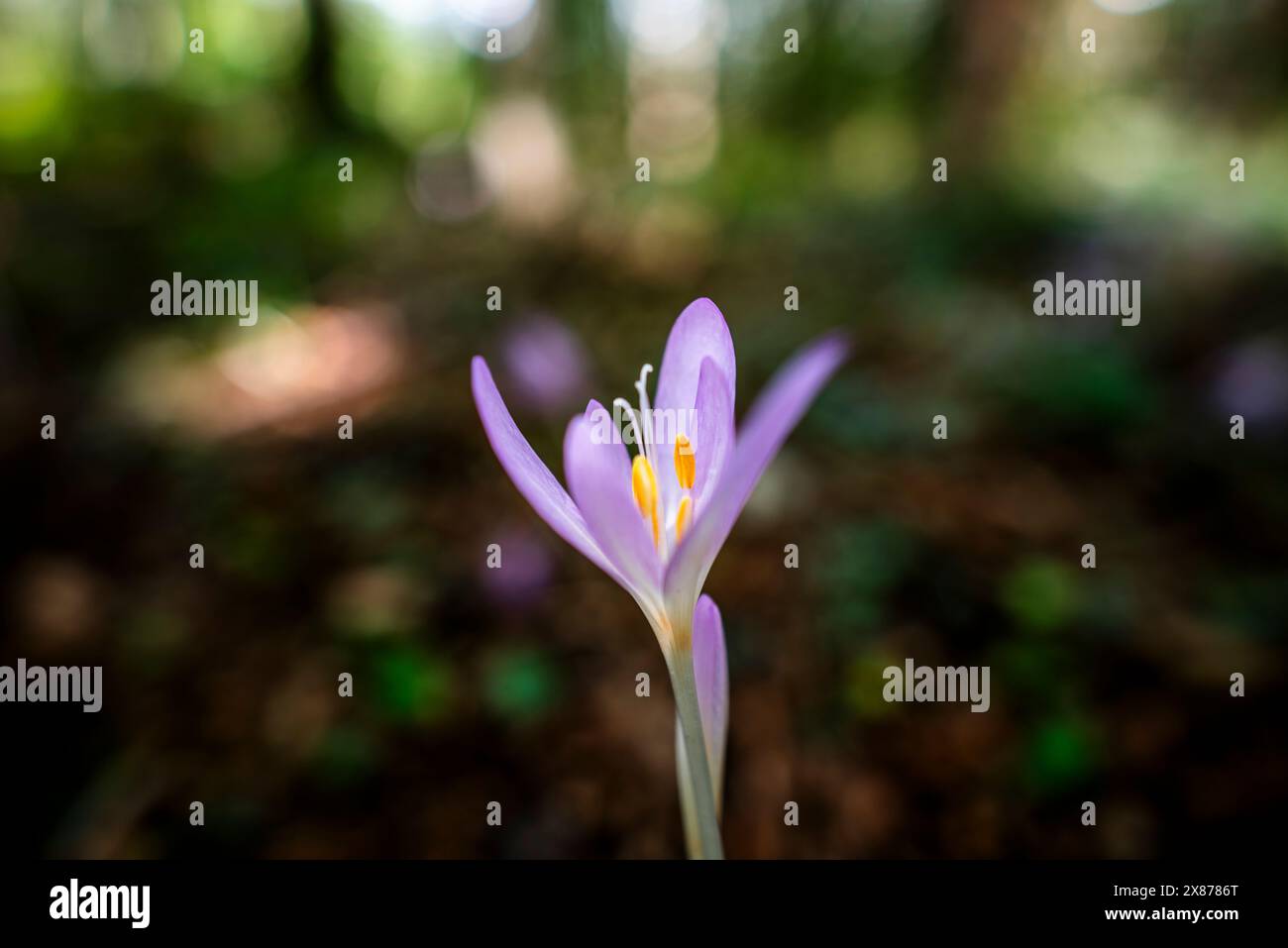 purple, gardening, petal, close up, wildlife, meadow, violet, colours ...