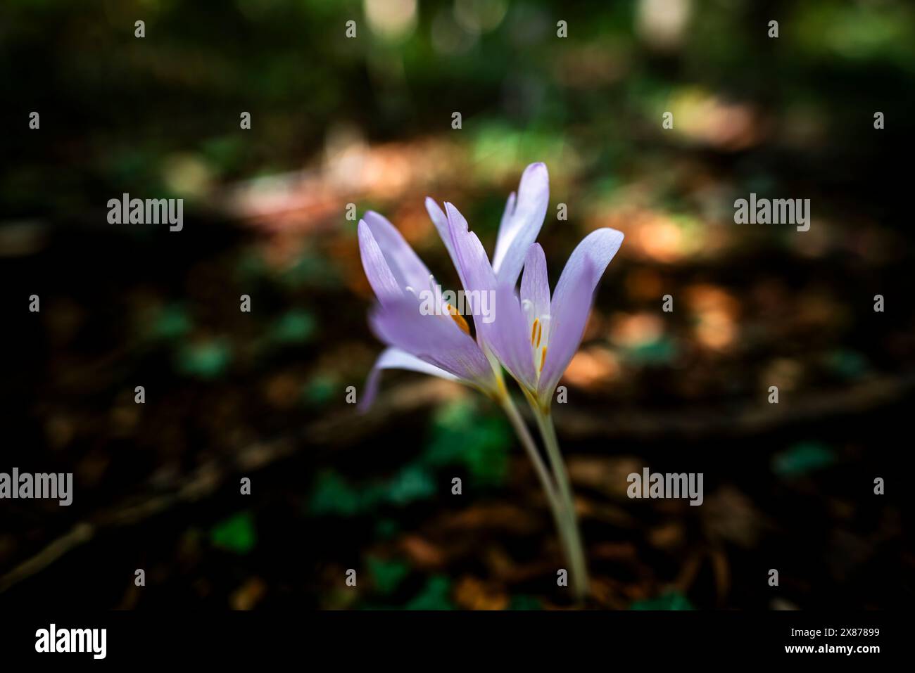 purple, gardening, petal, close up, wildlife, meadow, violet, colours ...